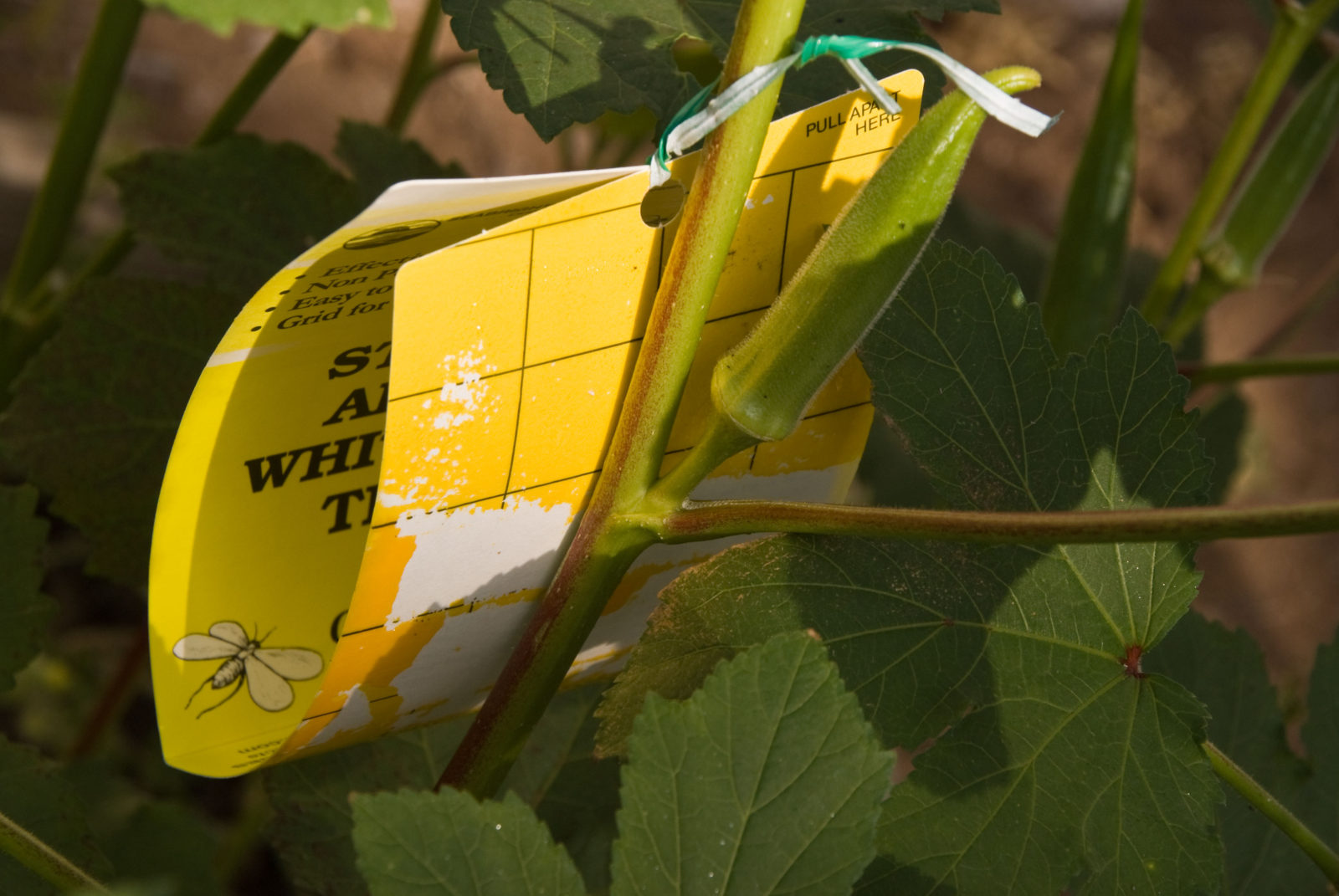 Sticky Aphid Whitefly Trap - Seabright Laboratories - Comprehensive ...