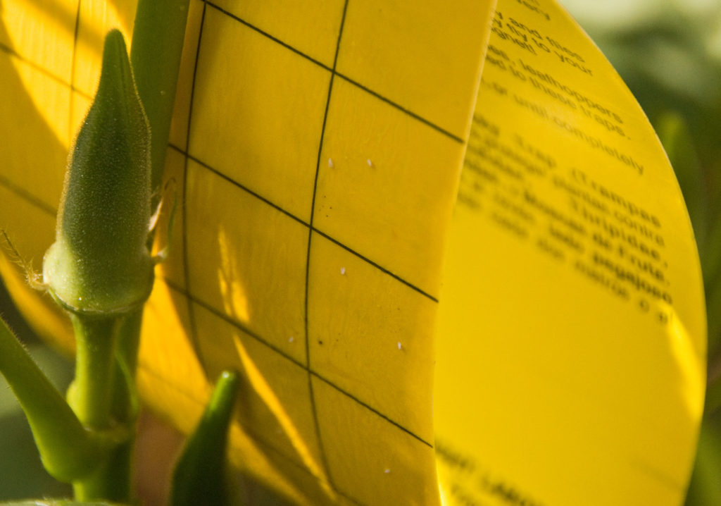 Sticky Aphid Whitefly Trap - Seabright Laboratories - Comprehensive ...