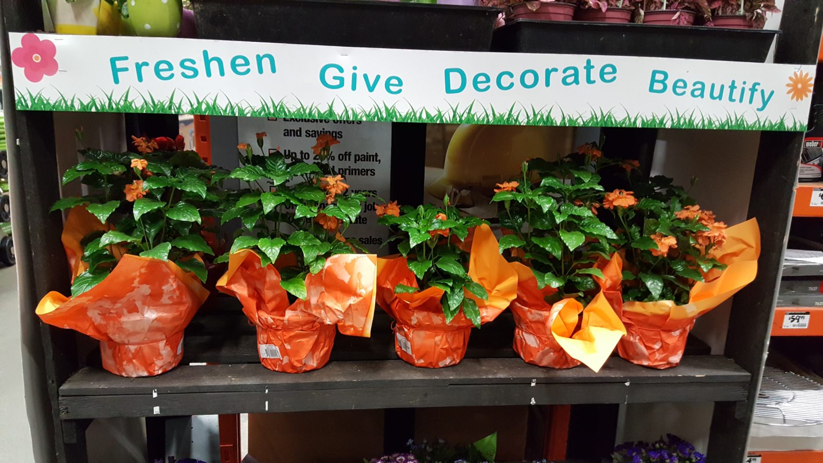 Growing Crossandra Sundance Firecracker Plant