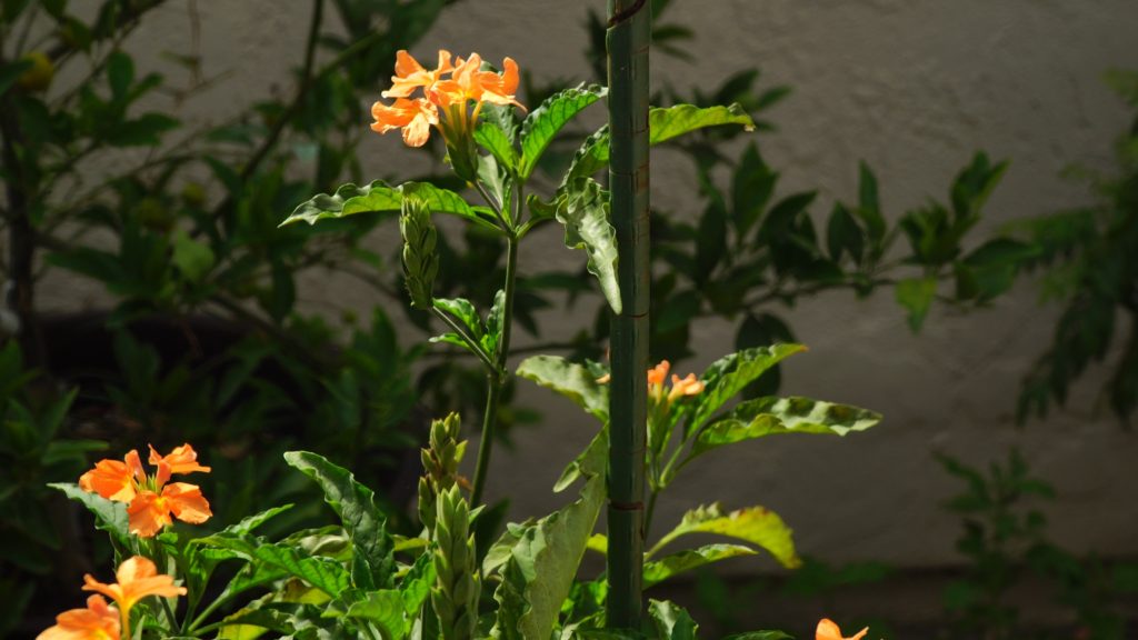 Growing Crossandra Sundance Firecracker Plant