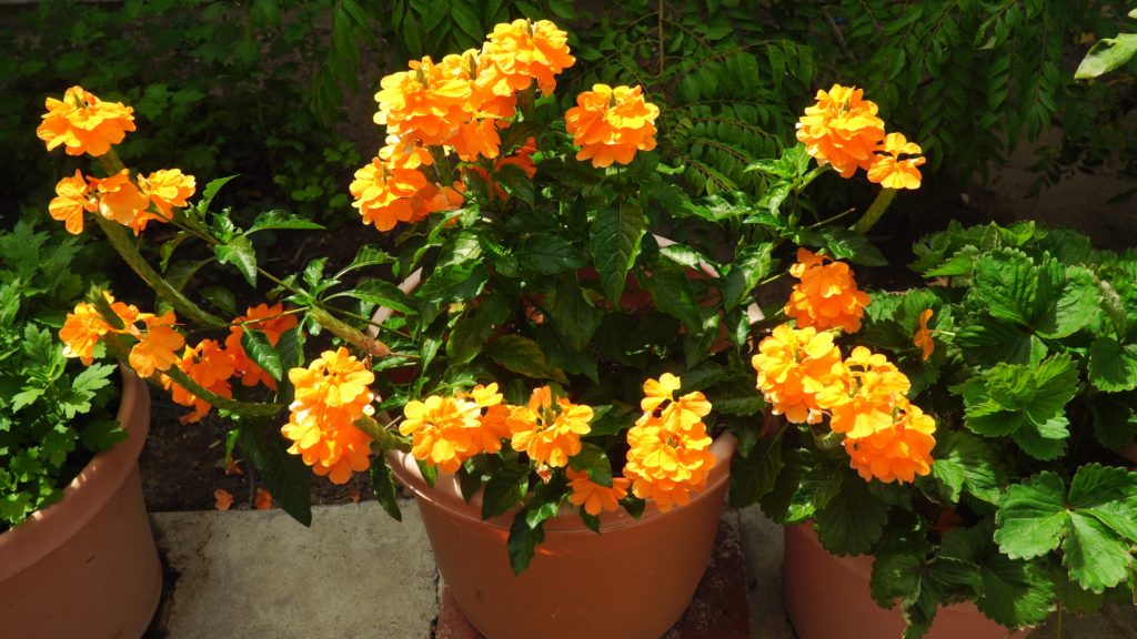 Growing Crossandra Sundance Firecracker Plant