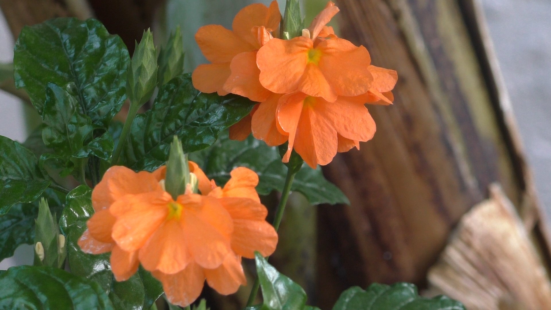 Growing Crossandra Sundance Firecracker Plant