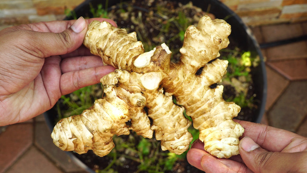 Growing Sunchokes aka Jerusalem Artichokes + Recipe