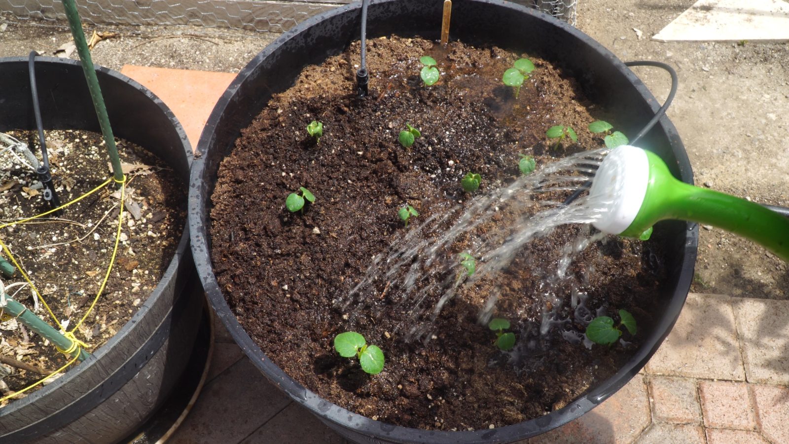 Creating Starting Seeds and Fertilizing Seedlings