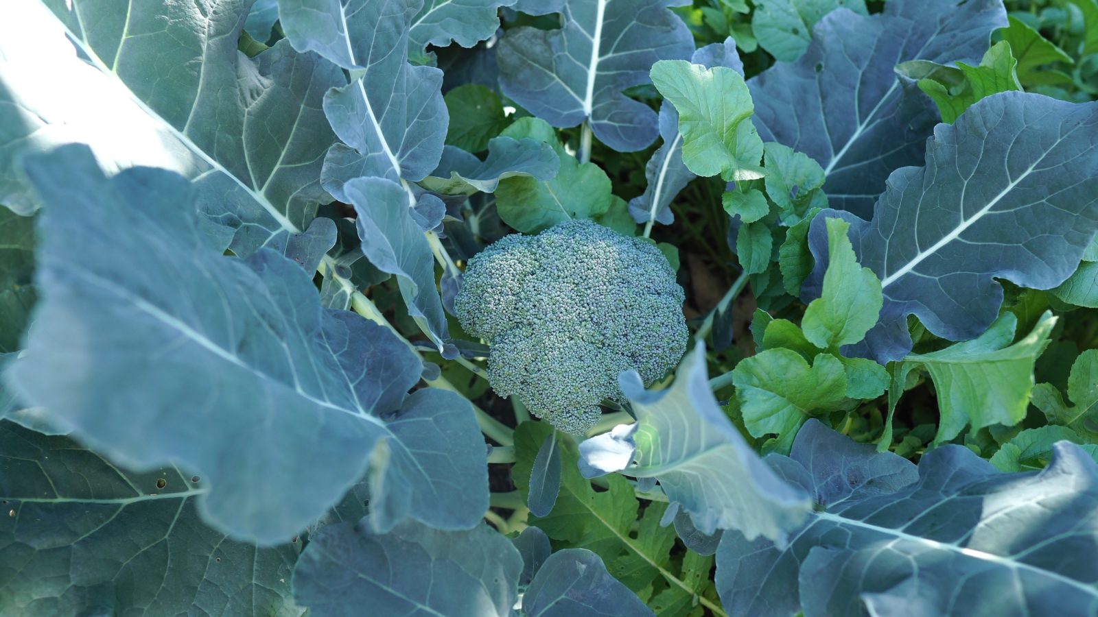 How to Grow Green Magic Hybrid Broccoli