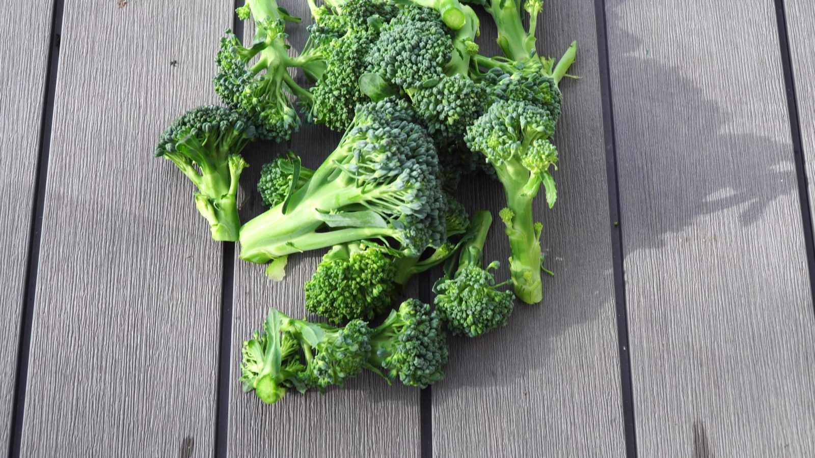 How to Grow Green Magic Hybrid Broccoli