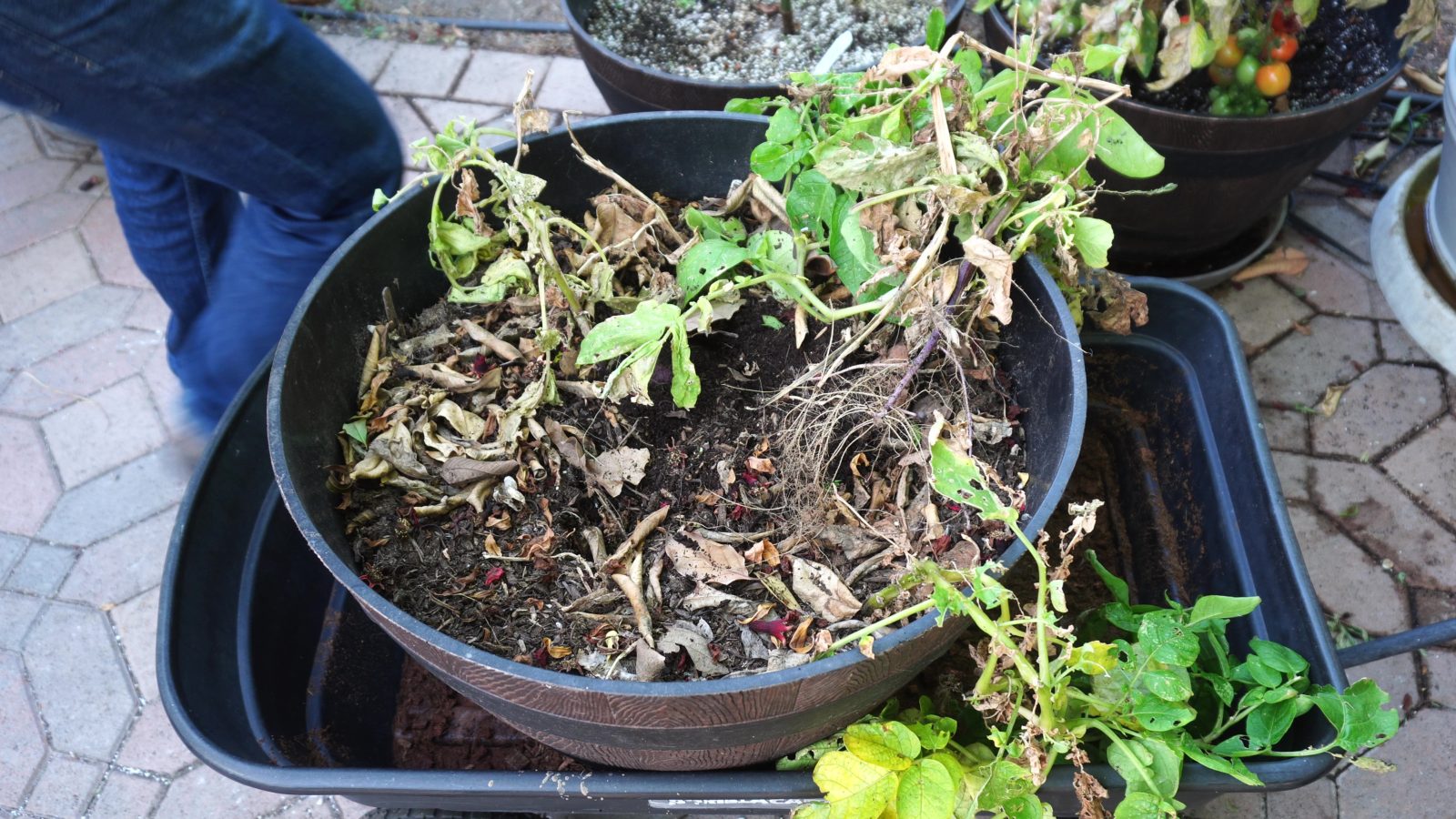 Tips for Growing Potatoes in Containers or Pots