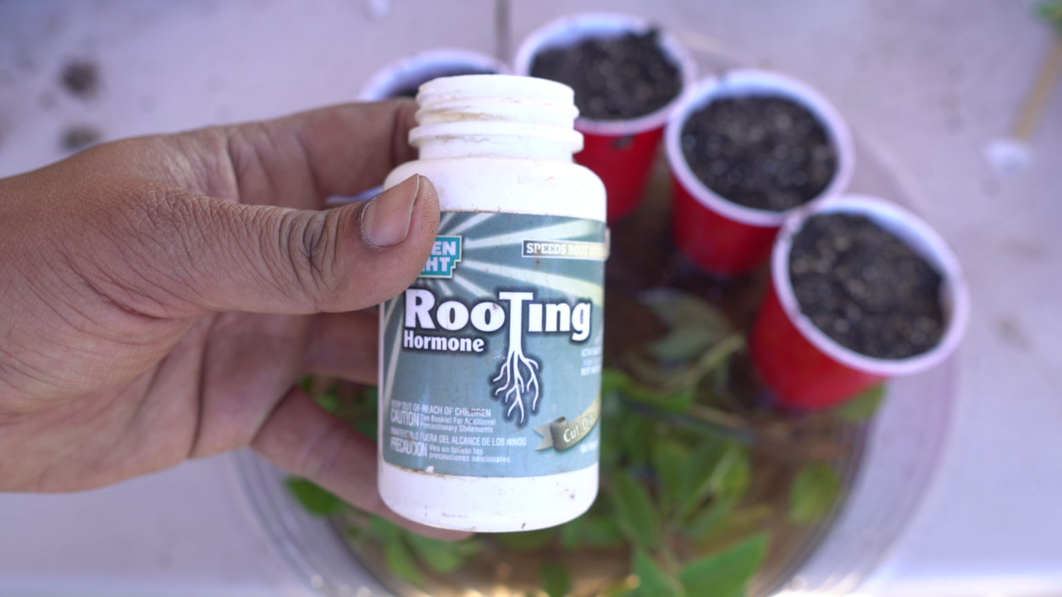 Plant Rooting Secrets You Need to Know