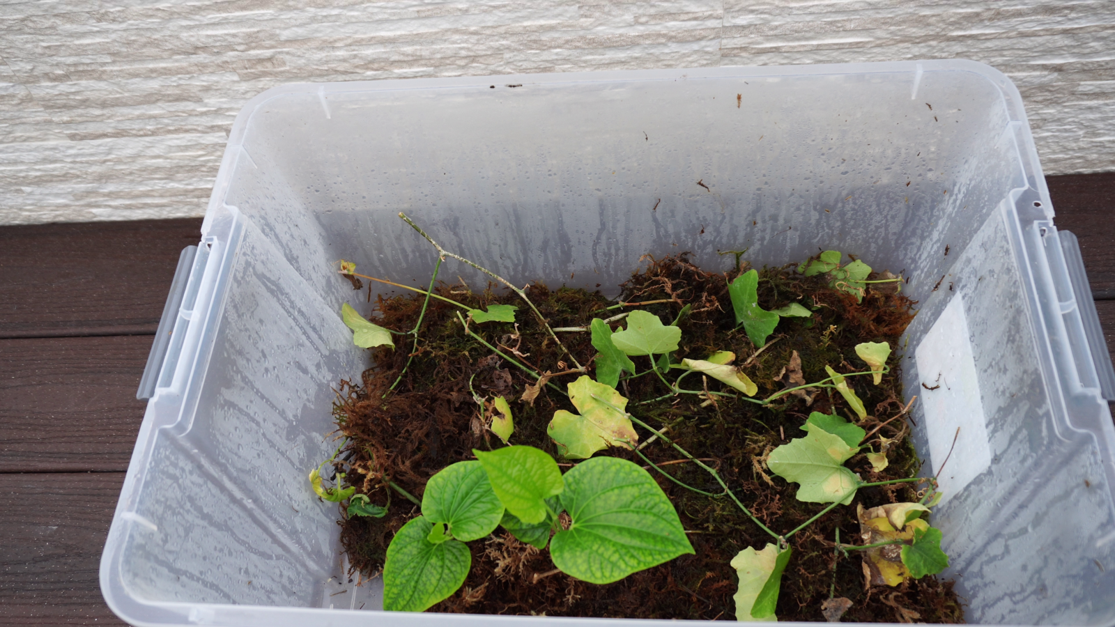 Plant Rooting Secrets You Need to Know