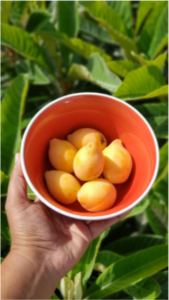 Growing Loquat Fruit - How to Grow the Best | California Gardening