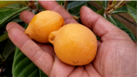 Growing Loquat Fruit - How to Grow the Best | California Gardening