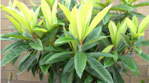 Growing Loquat Fruit - How to Grow the Best | California Gardening