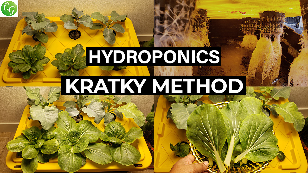 Kratky Method : How to Grow Plants With Kratky Hydroponic Method ...