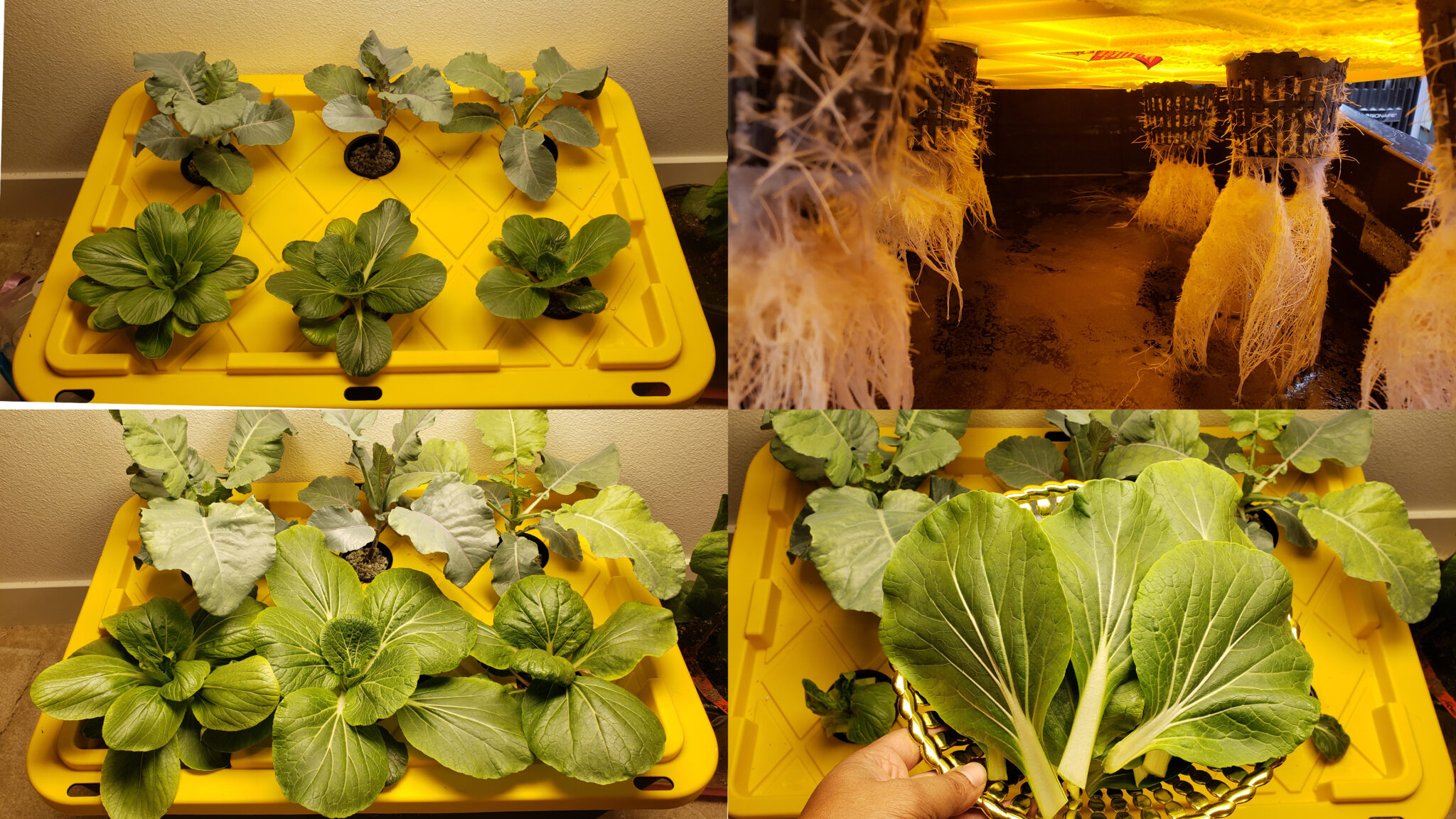 Kratky Method : How to Grow Plants With Kratky Hydroponic Method ...