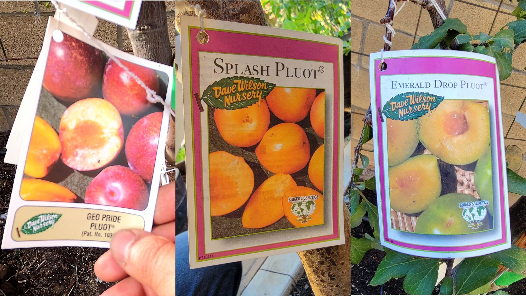 How To Grow Pluots - A Delicious Plum / Apricot Fruit 3-In-one Pluot ...