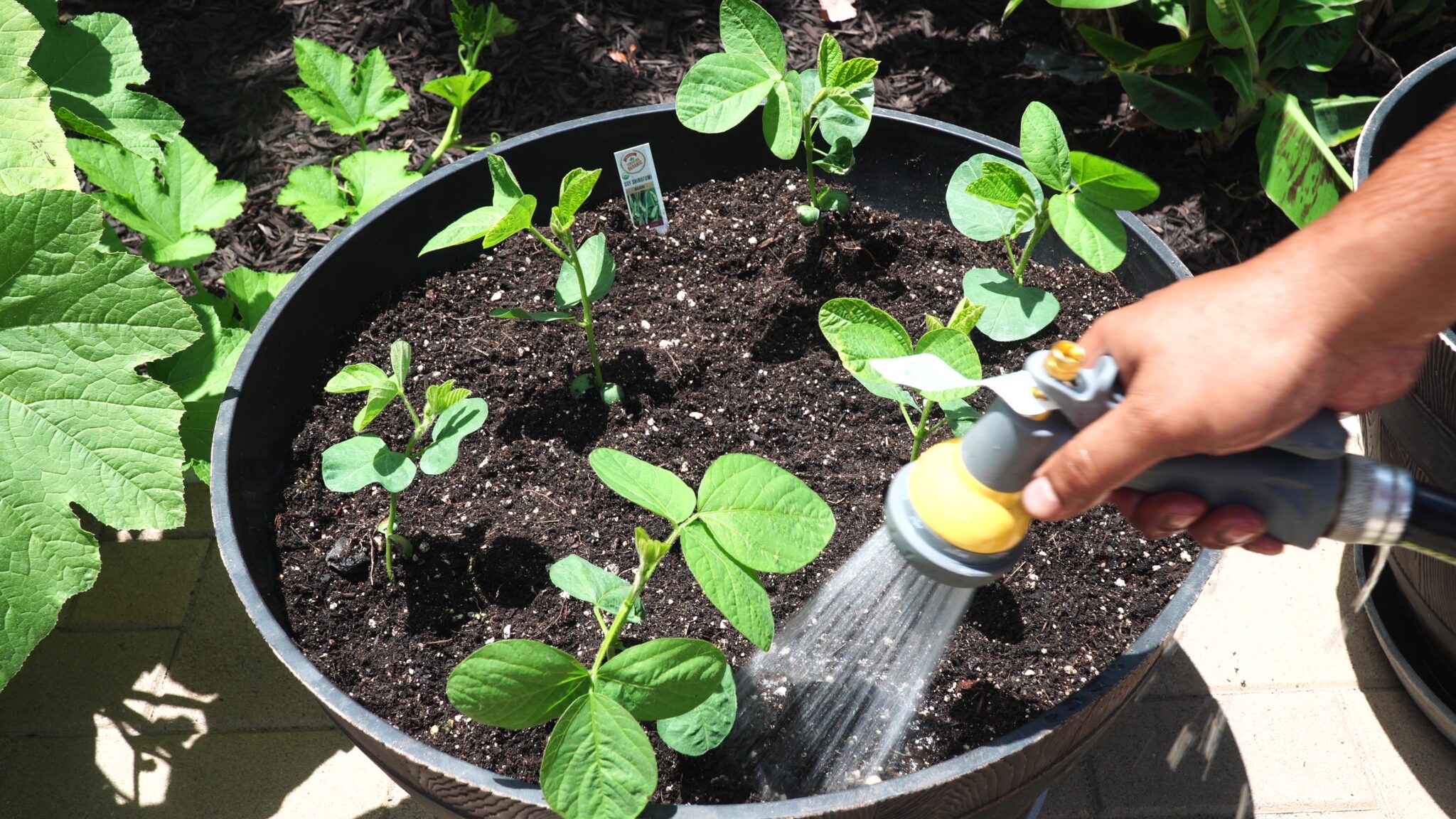 How To Grow Soybeans or Edamame - Soya Bean Farming, Growing Tips ...
